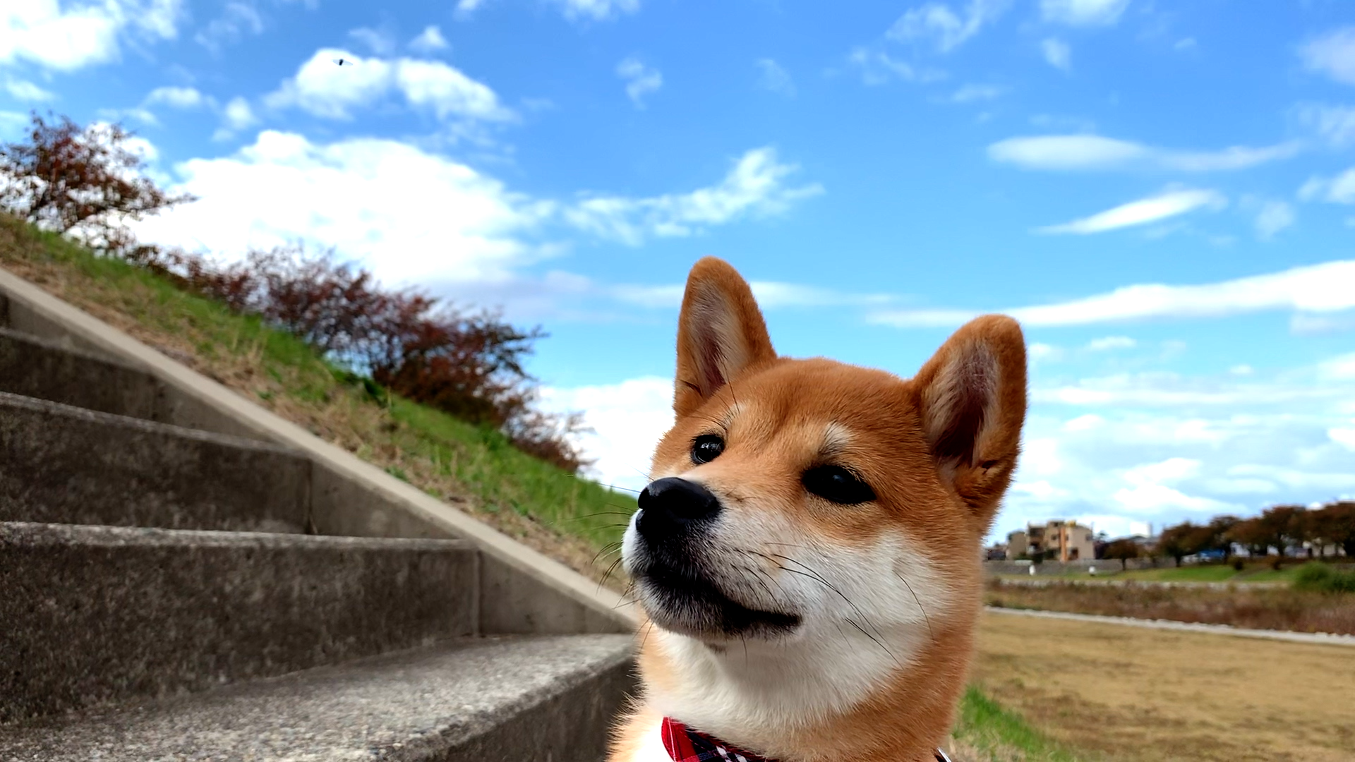 金沢 犀川 Saigawa River, Kanazawa | BULMA